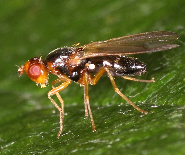 Diptera.info - Discussion Forum: Psilidae; Chamaepsila