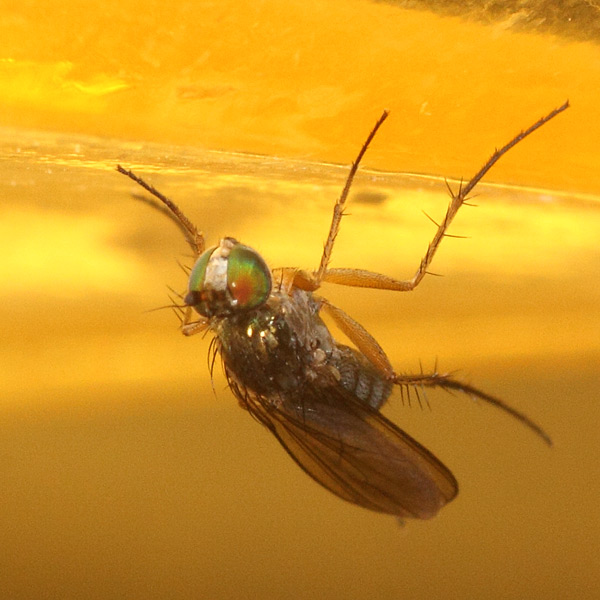 Diptera.info - Discussion Forum: Dolichopodidae; Dolichopus simplex