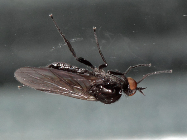 Diptera.info - Discussion Forum: Empididae