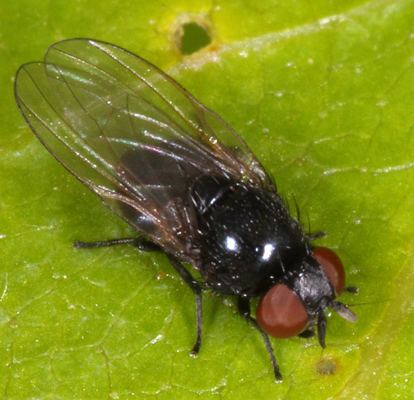 Diptera.info - Discussion Forum: Lonchaeidae?