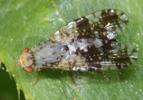 Diptera.info - Discussion Forum: Tephritis conura?
