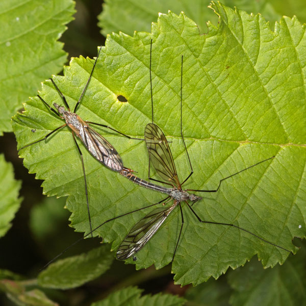Diptera.info - Discussion Forum: Tipulidae; Tipula varipennis?