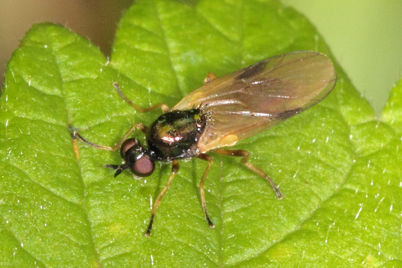Diptera.info - Discussion Forum: Stratiomyidae; Beris?