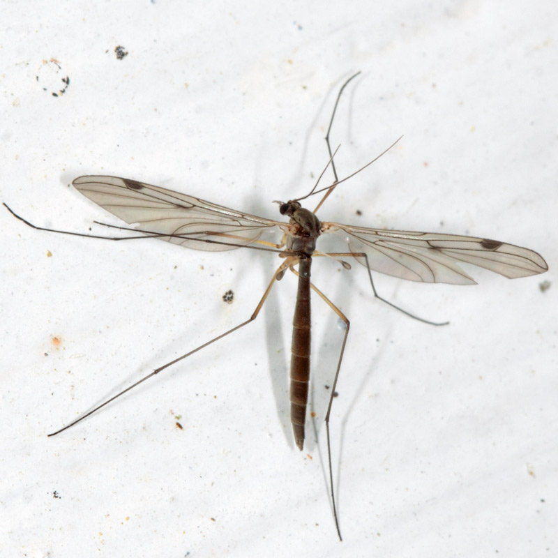 Diptera.info - Discussion Forum: Bolitophilidae