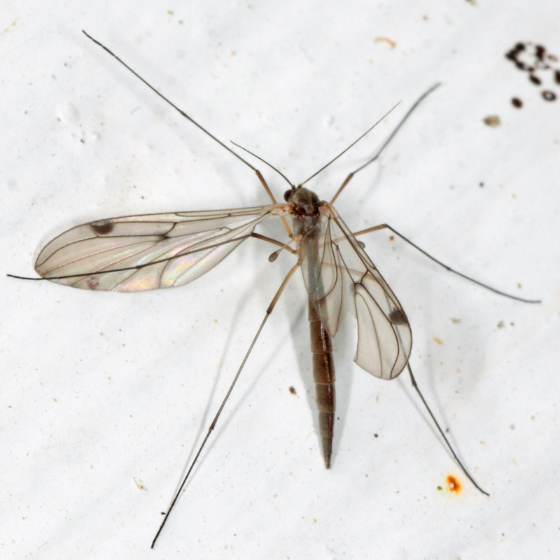 Diptera.info - Discussion Forum: Bolitophilidae