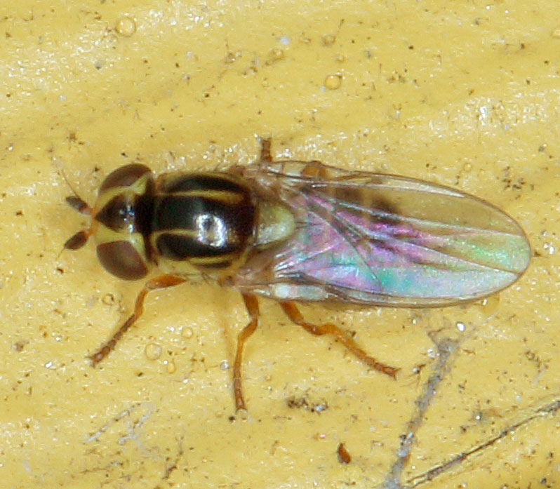 Diptera.info - Discussion Forum: Chloropidae