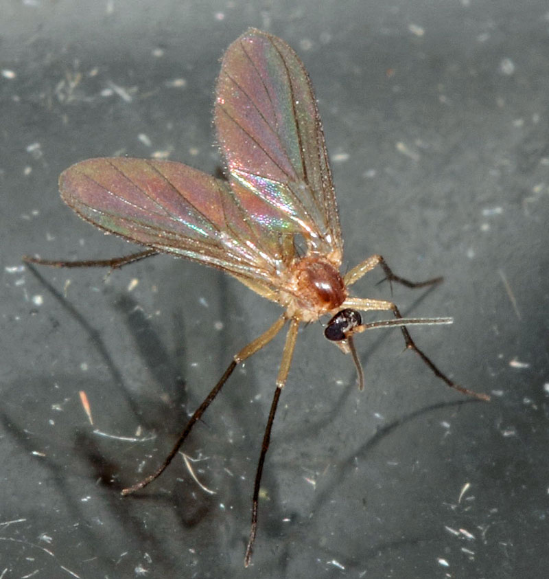 Diptera.info - Discussion Forum: Diadocidiidae