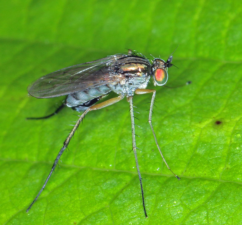 Diptera.info - Discussion Forum: Dolichopus discifer (was Dolichopodidae)