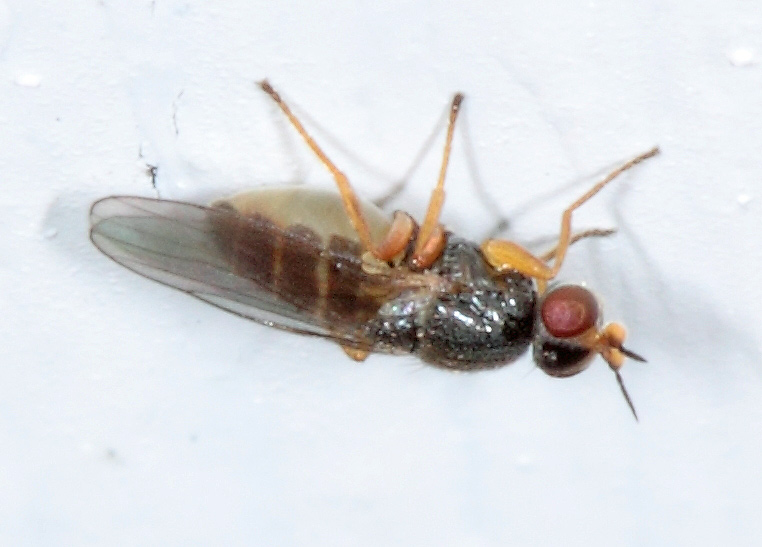 Diptera.info - Discussion Forum: Chloropidae; Elachiptera?