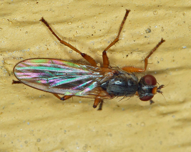 Diptera.info - Discussion Forum: Which family?