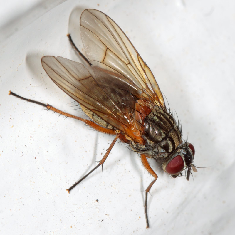 Diptera.info - Discussion Forum: Mydaea corni (was Muscidae)