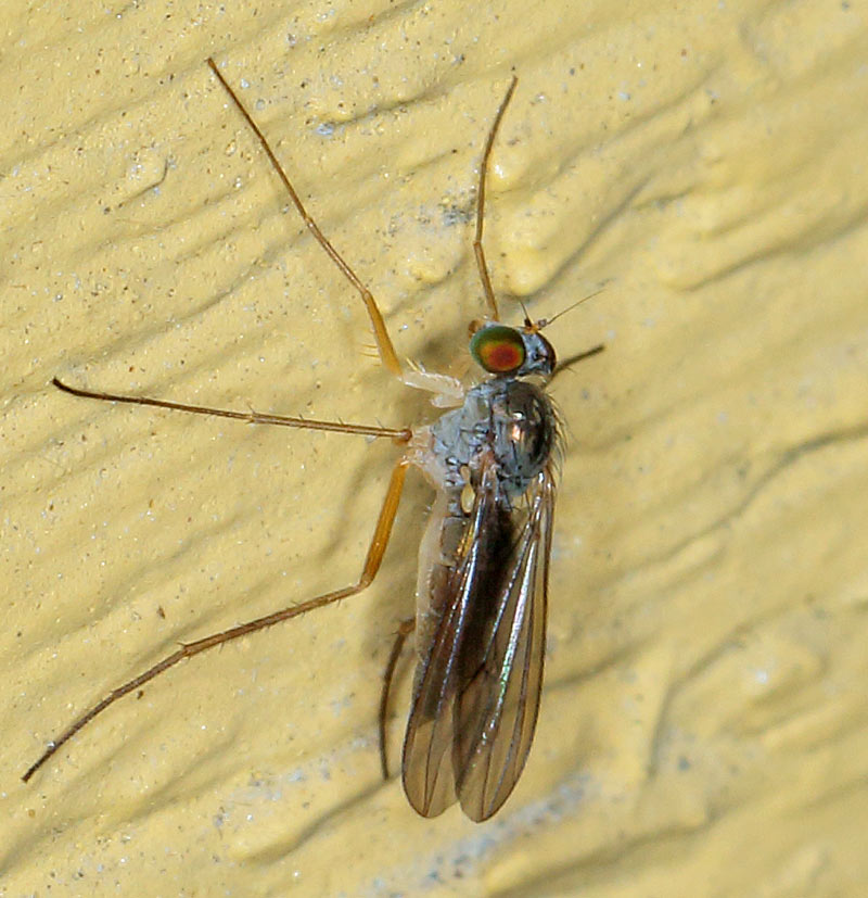 Diptera.info - Discussion Forum: Dolichopodidae; Sciapus
