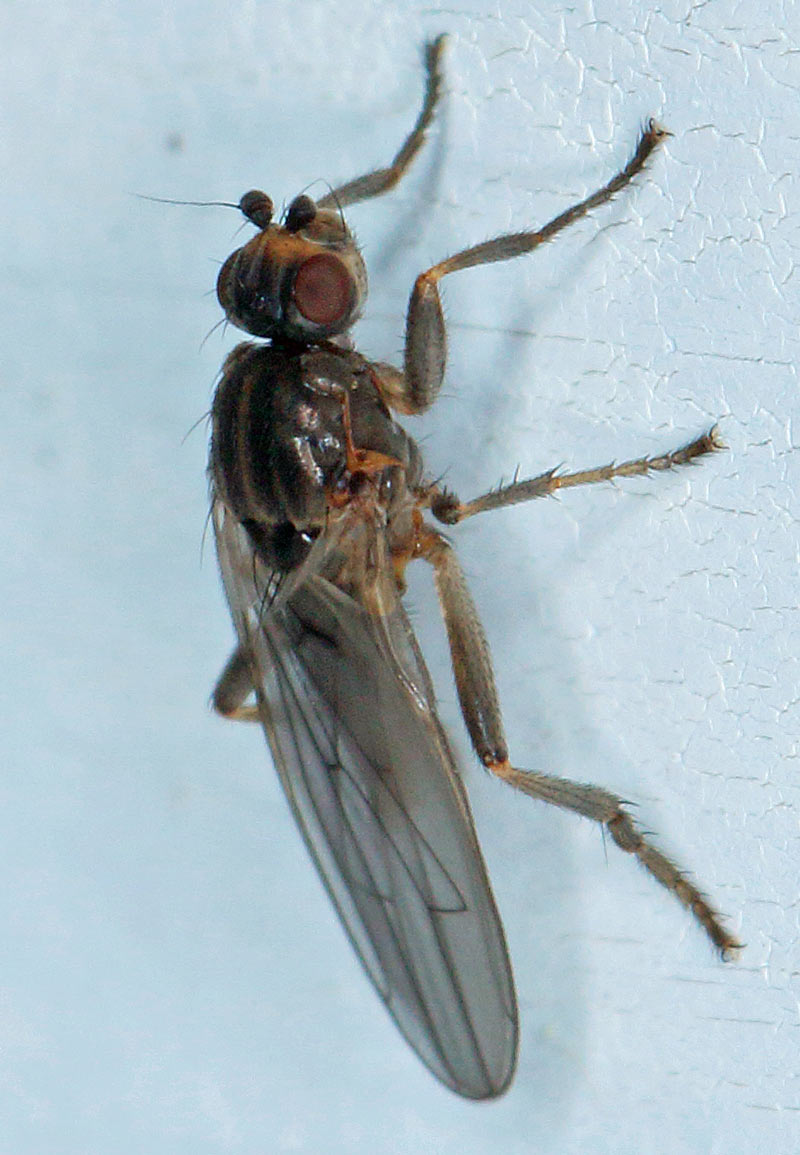 Diptera.info - Discussion Forum: Sphaeroceridae