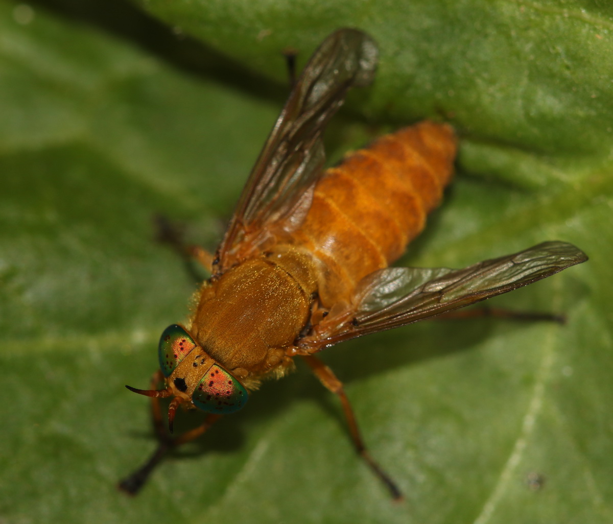 Diptera.info - Discussion Forum: Tabanidae => Silvius alpinus