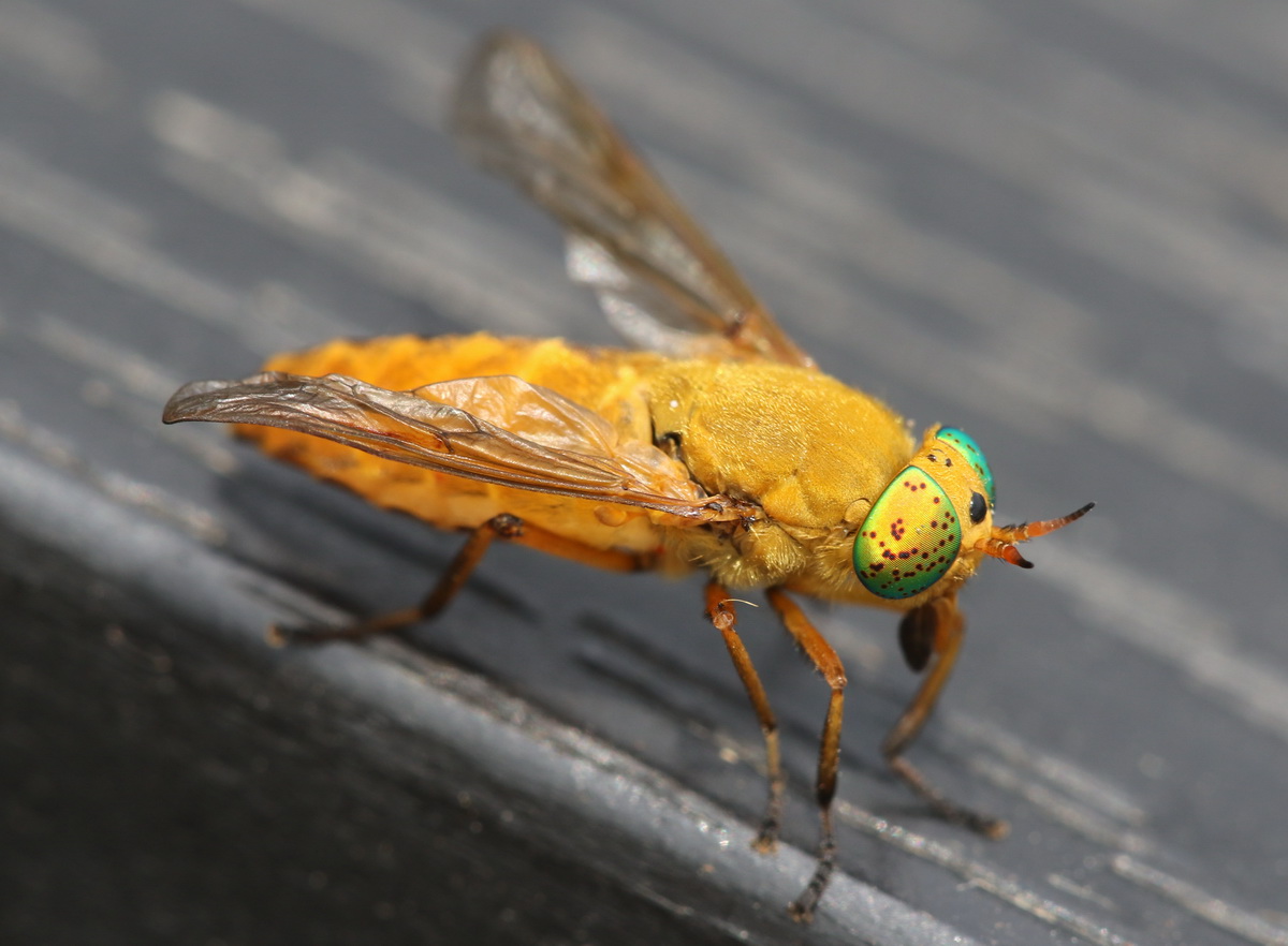 Diptera.info - Discussion Forum: Tabanidae => Silvius alpinus