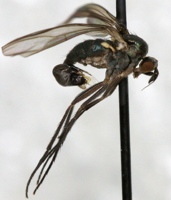 Diptera.info - Discussion Forum: Dolichopodid, Sychuan