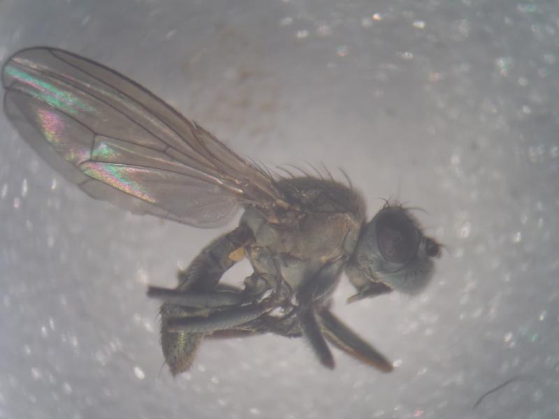Diptera.info - Discussion Forum: Ephydridae NL 1->Ephydra sp.