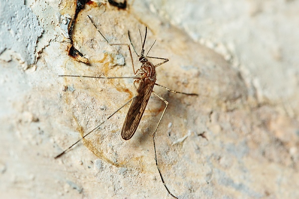 Diptera.info - Discussion Forum: Culistera longiareolata