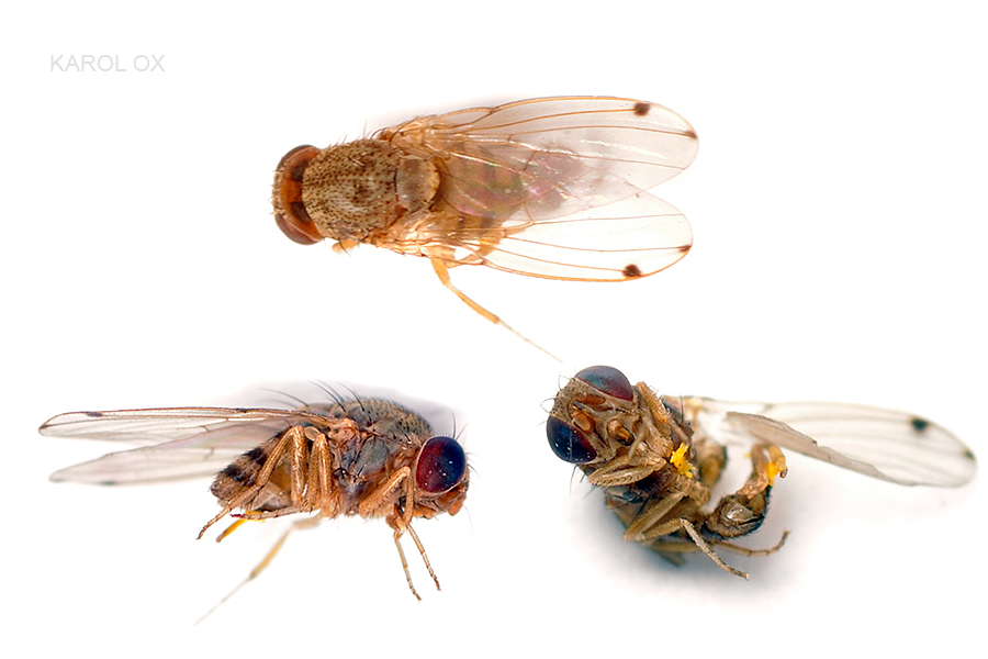 Diptera.info - Discussion Forum: Drosophilidae, Gitona distigma