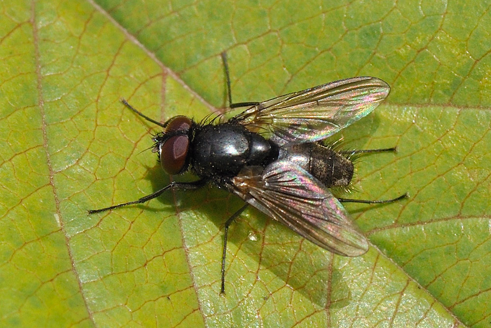 Diptera.info - Discussion Forum: Muscidae - cf. Hydrotaea dentipes