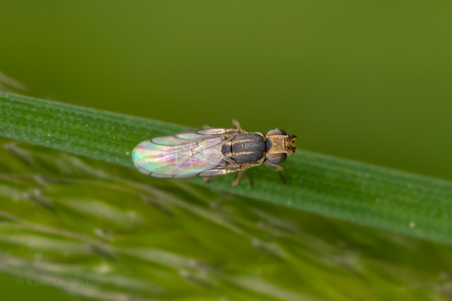Diptera.info - Discussion Forum: Chloropidae, Chloropinae