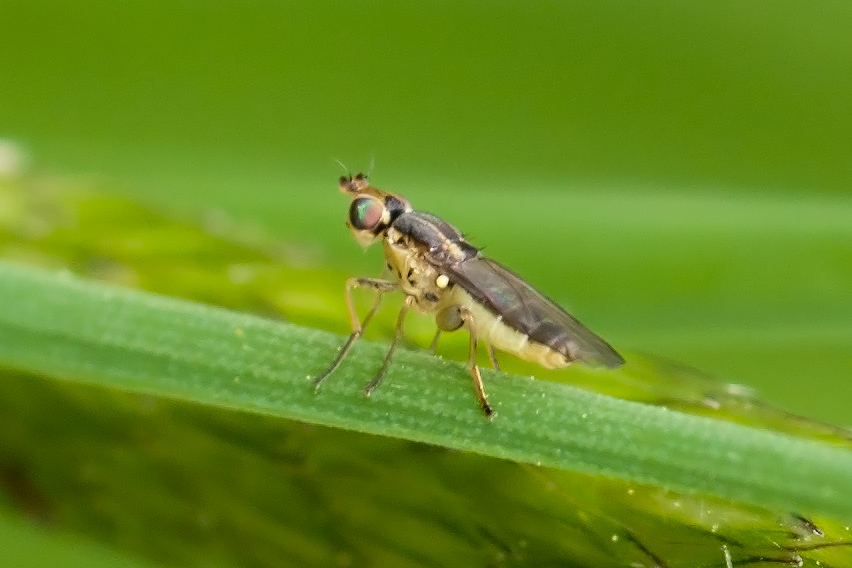 Diptera.info - Discussion Forum: Chloropidae, Chloropinae