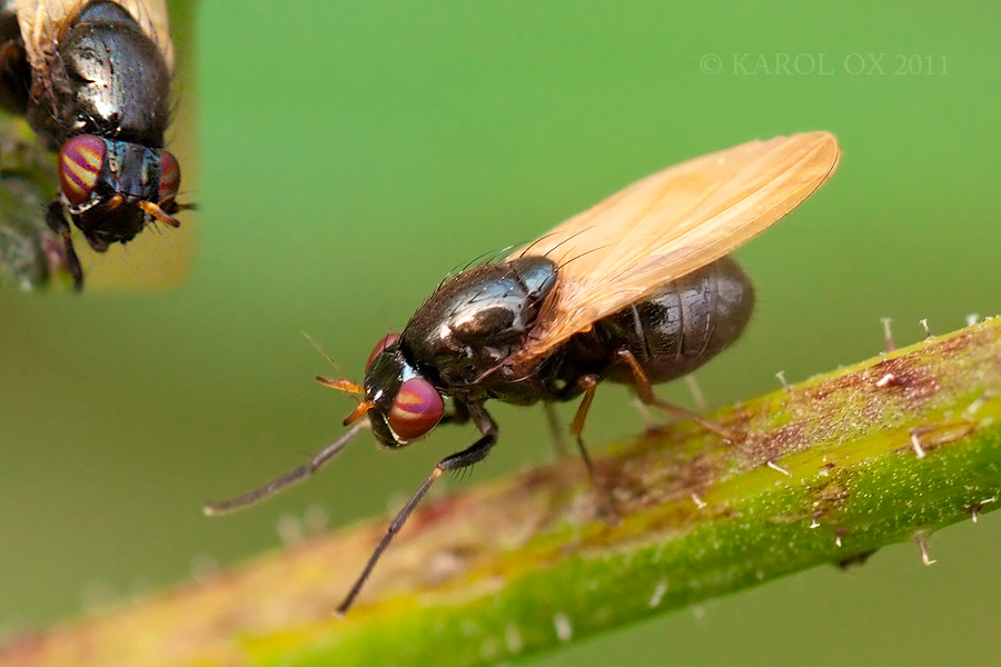 Diptera.info - Discussion Forum: Calliopum simillimum