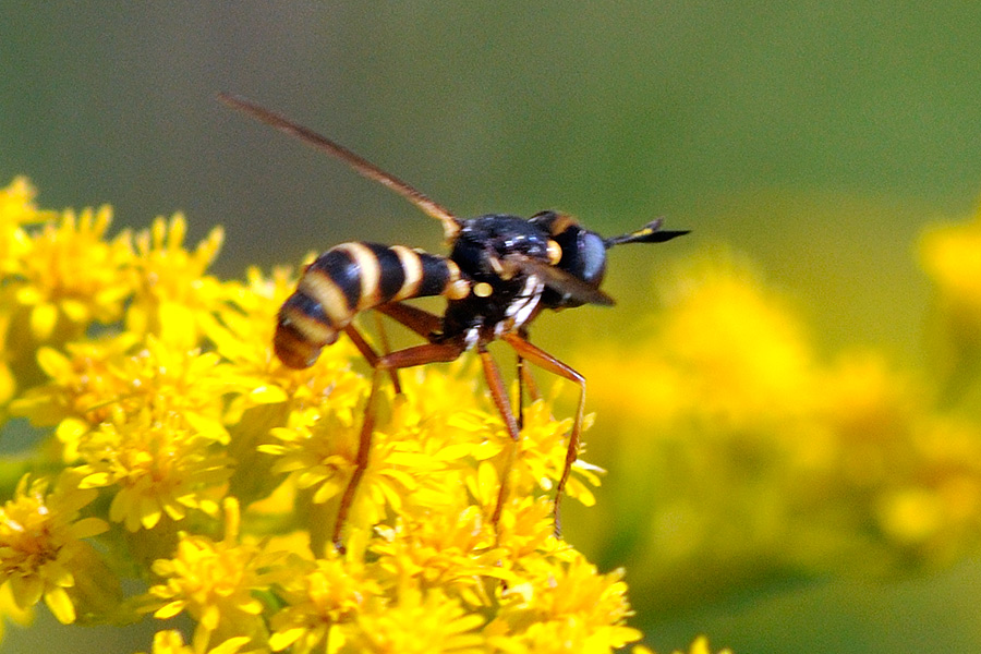 Diptera.info - Discussion Forum: Conops quadrifasciatus (Conopidae)