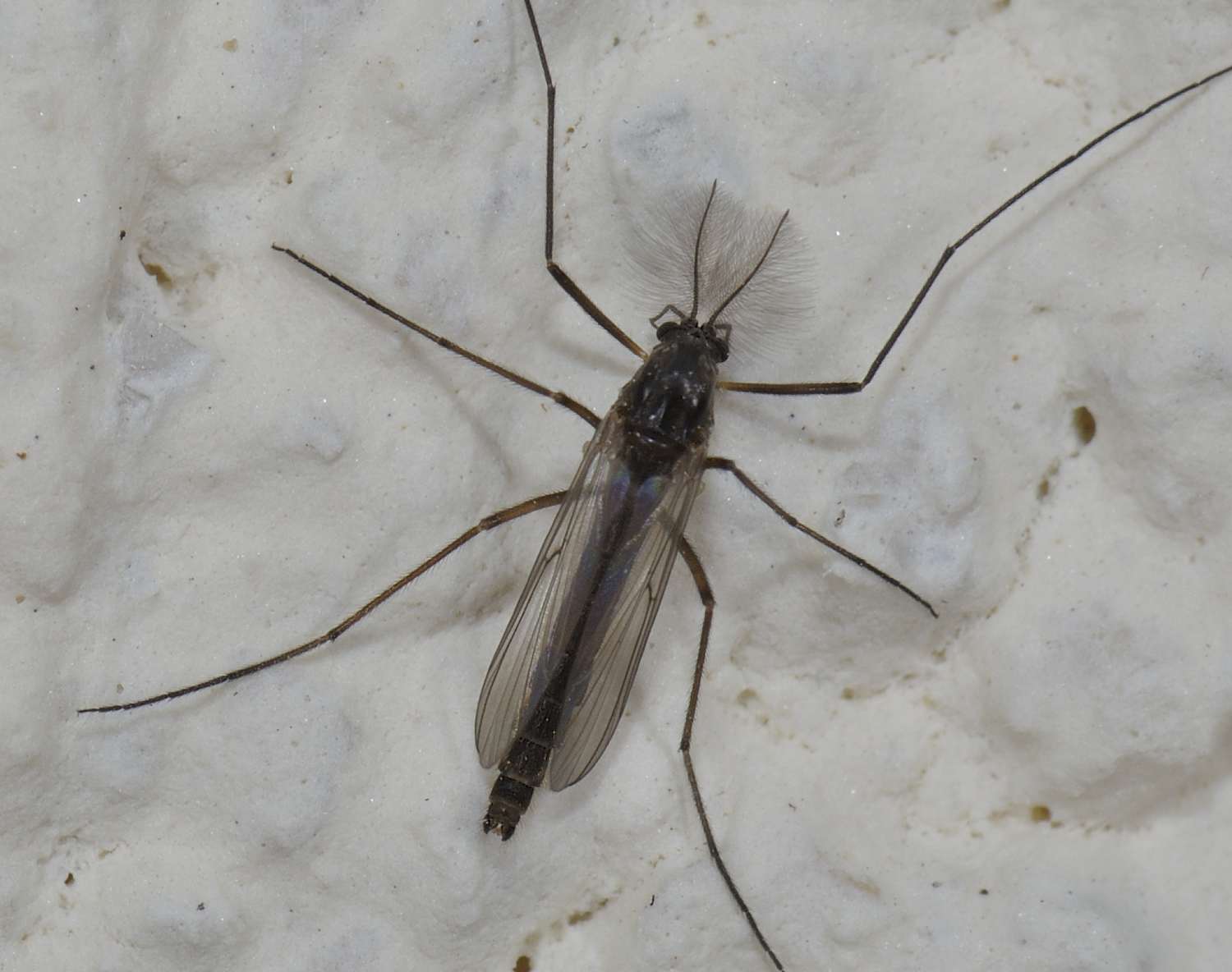 Diptera.info - Discussion Forum: Chaoborus crystallinus