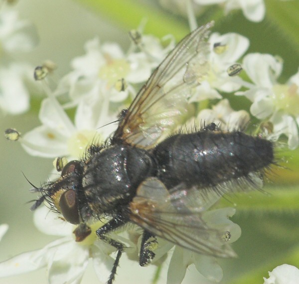 Diptera.info - Discussion Forum: Tachinidae - Exorista cf. rustica
