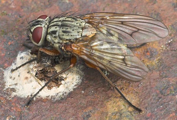 Diptera.info - Discussion Forum: Muscidae - Phaonia errans