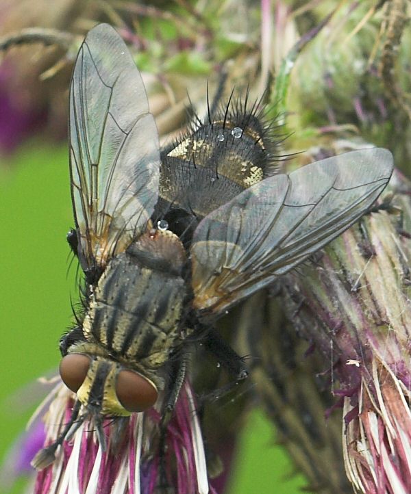 Diptera.info - Discussion Forum: Tachinidae - Exorista larvarum?