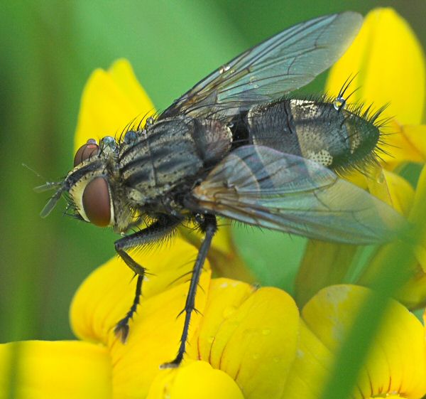 Diptera.info - Discussion Forum: Tachinidae - Exorista larvarum?