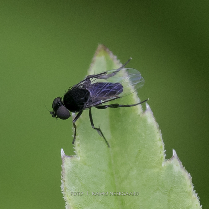 Diptera.info - Discussion Forum: small black = Phoridae: Phora sp