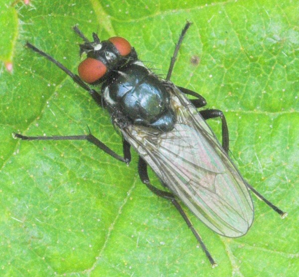 Diptera.info - Discussion Forum: Muscidae - Hydrotaea diabolus