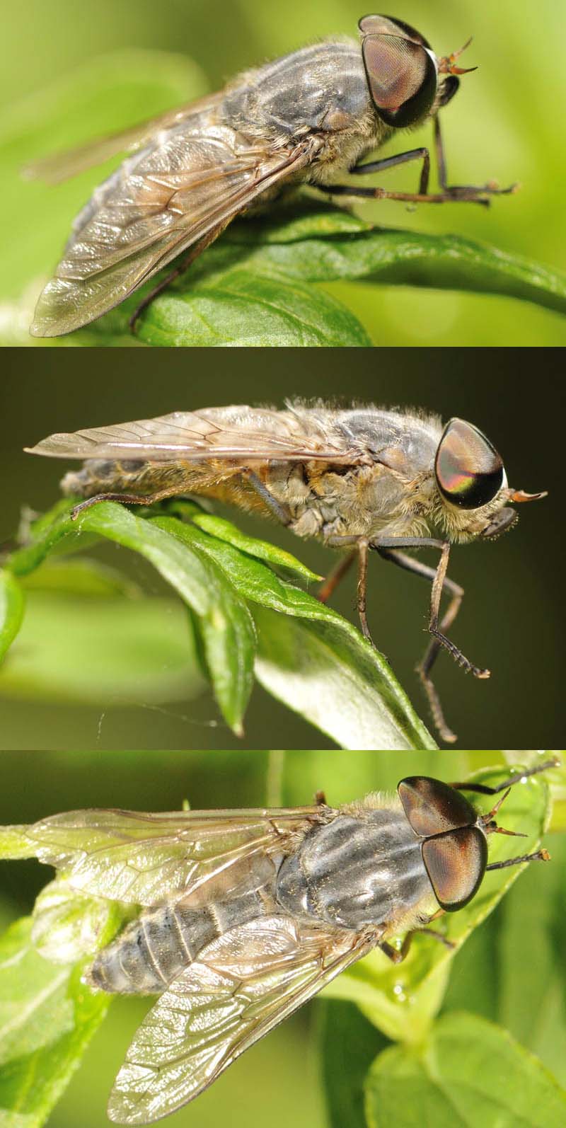 Diptera.info - Discussion Forum: Tabanidae : id please