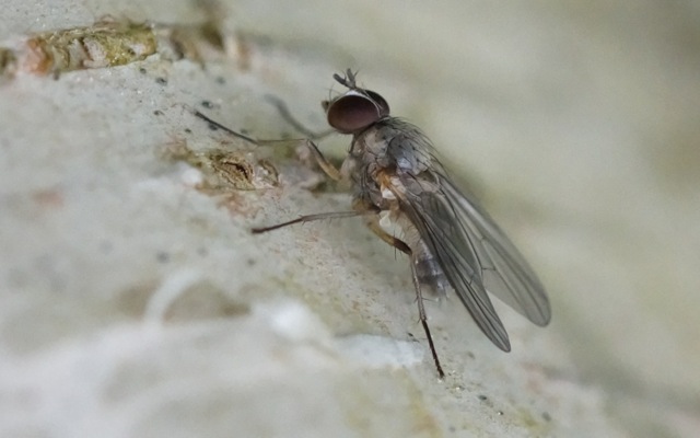 Diptera.info - Discussion Forum: Family+genus? => Fannia sp. (Fanniidae)
