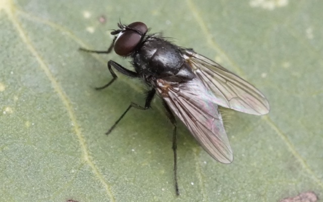 Diptera.info - Discussion Forum: Anthomyiidae? => Hydrotaea dentipes ...