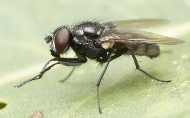 Diptera.info - Discussion Forum: Anthomyiidae? => Hydrotaea dentipes ...