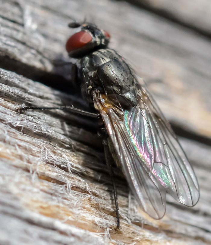 Diptera.info - Discussion Forum: Muscidae ID. >Hydrotaea cf. dentipes