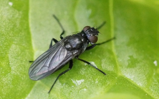Diptera.info - Discussion Forum: Family + genus? => Moronia doronici ...