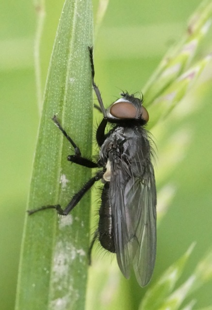 Diptera.info - Discussion Forum: Family? => Moronia doronici