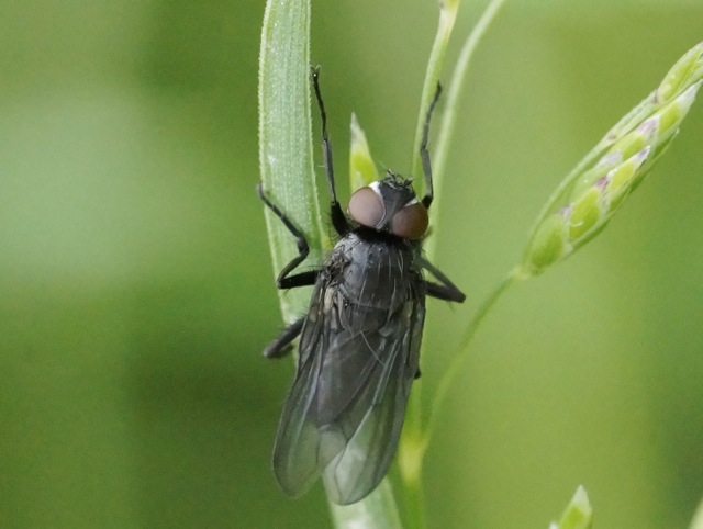 Diptera.info - Discussion Forum: Family? => Moronia doronici