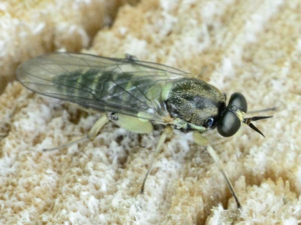 Diptera.info - Discussion Forum: Fly at a trunk of a poplar --> Solva ...