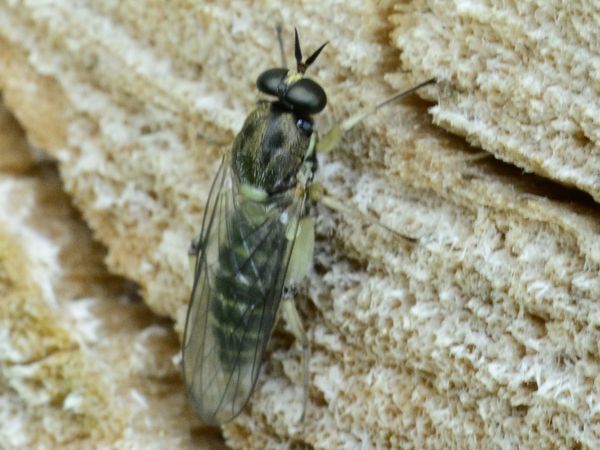 Diptera.info - Discussion Forum: Fly at a trunk of a poplar --> Solva ...