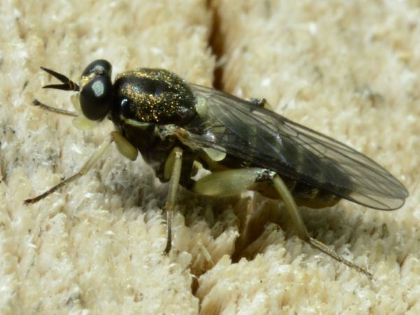 Diptera.info - Discussion Forum: Fly at a trunk of a poplar --> Solva ...