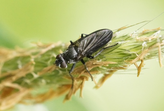Diptera.info - Discussion Forum: Calliphoridae? => Moronia doronici