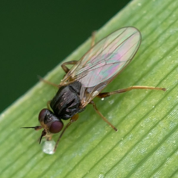 Diptera.info - Discussion Forum: Chloropidae
