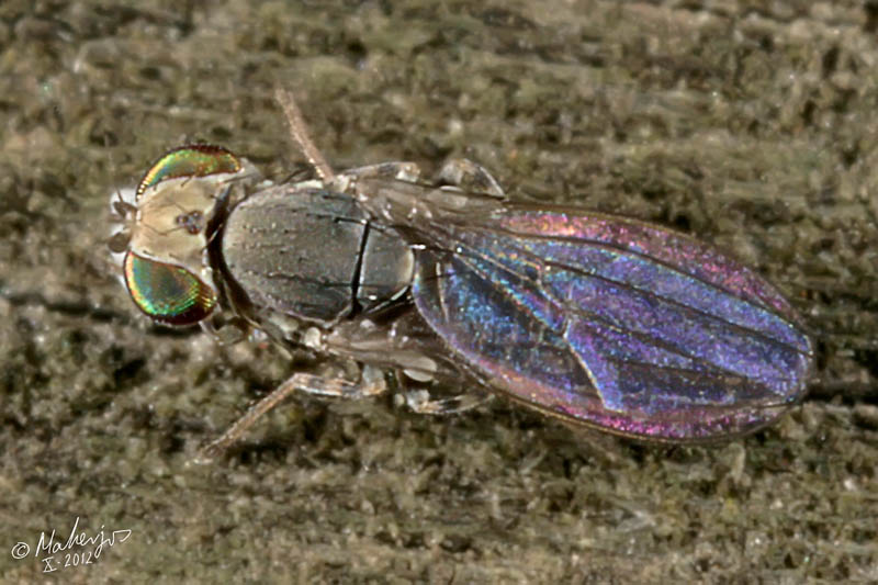 Diptera.info - Discussion Forum: Chyromyidae > Aphaniosoma.??. to ID.