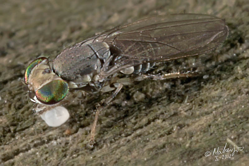 Diptera.info - Discussion Forum: Chyromyidae > Aphaniosoma.??. to ID.